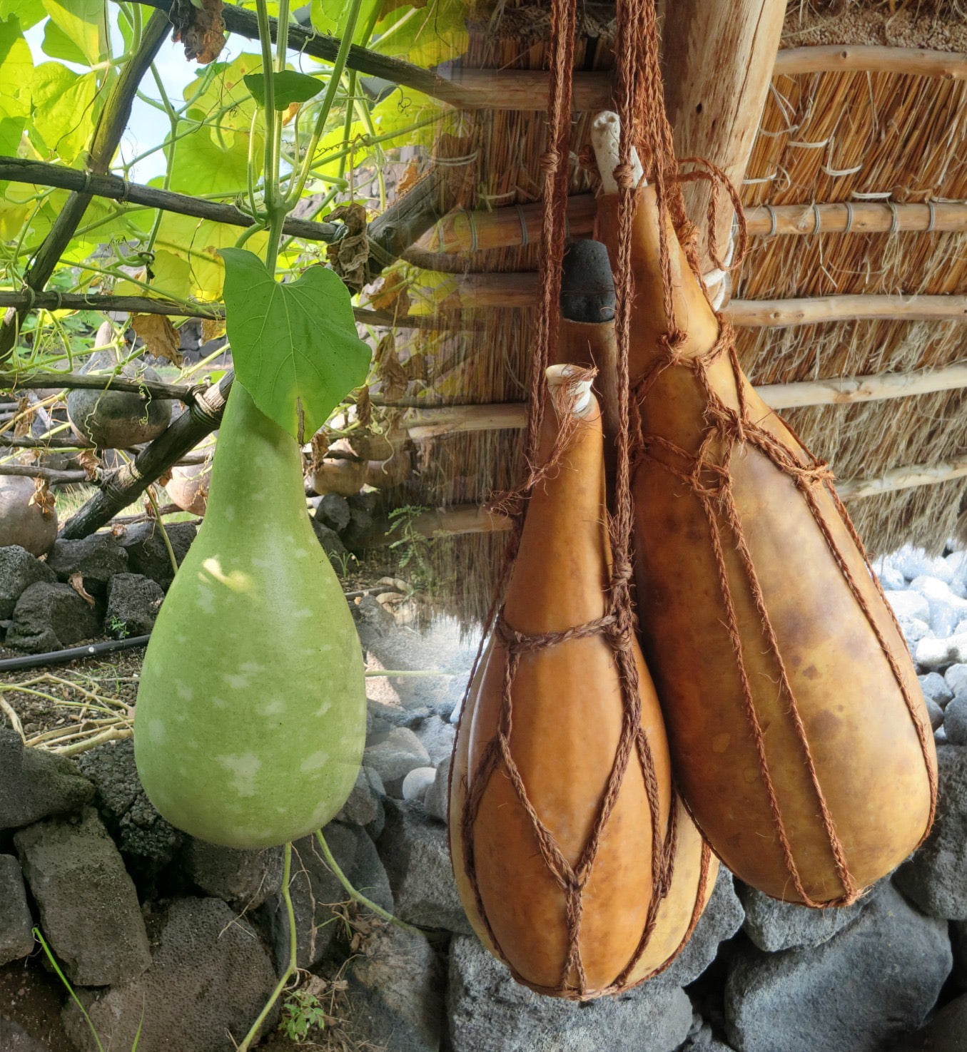 Culturally Significant – Hawaiʻi Island Seed Co.