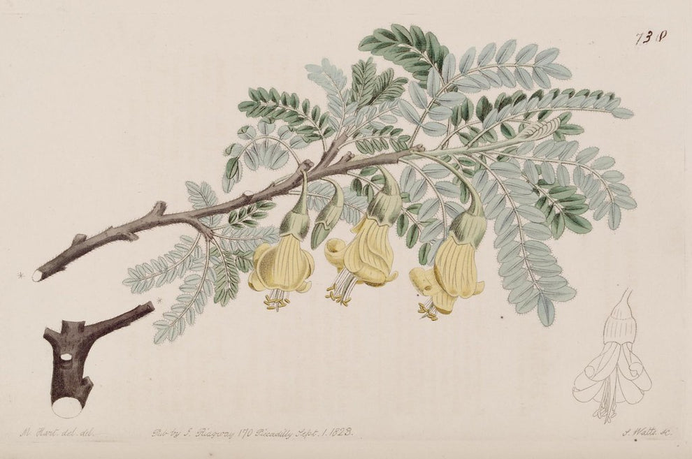 Māmane – Hawaiʻi Island Seed Co.